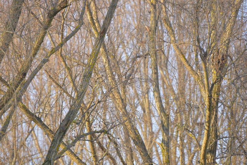 Tangle of Tree Branches with Sunny Warm Colors Stock Photo - Image of ...