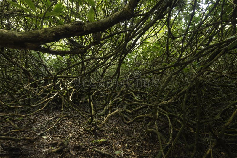 A Tangle of Trees from an Historical Hedge Stock Photo - Image of ...