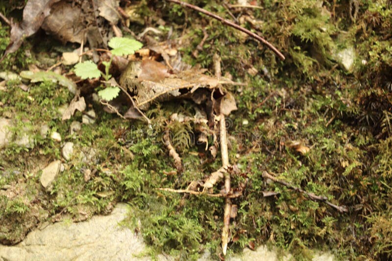 Tangle of Undergrowth Along a Path Covered with a Tree Canopy through ...