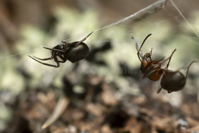 Tangle-web spider 1 stock image. Image of lavender, white - 45197631