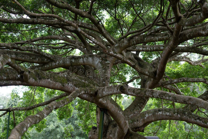Tangled Abstract Pattern of Ancient Ficus Tree Stock Photo - Image of ...