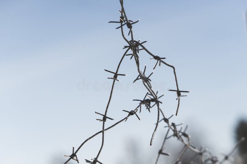 Tangled Barbed Wire. Focus with Shallow Depth of Field. Closeup Stock ...