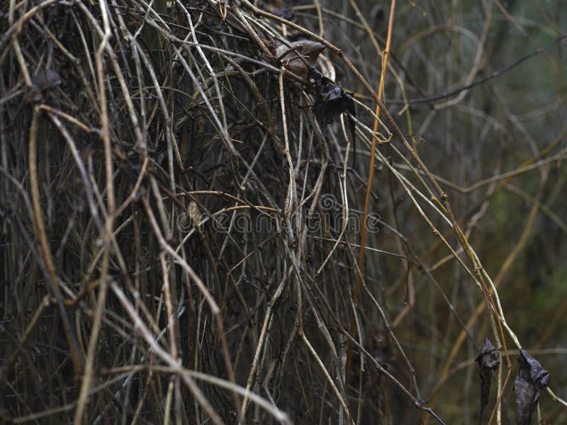 Messy Bare Branches in a Windy Day Stock Image - Image of chaotic ...