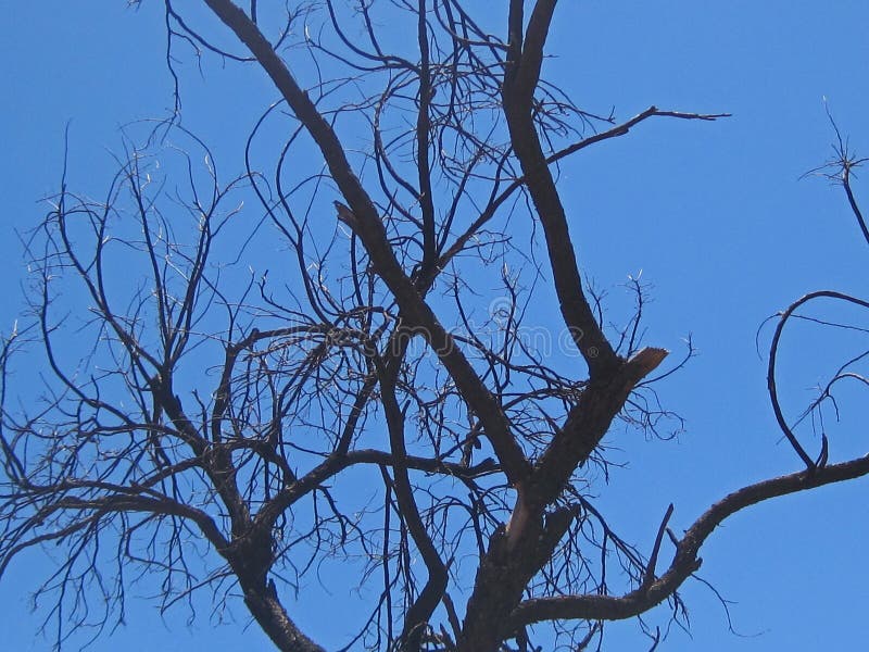 TANGLED BRANCHES of DRIED UP TREE Stock Photo - Image of tree, twigs ...