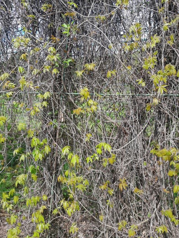 Tangled Branches with Spring Leaves Stock Image - Image of undefined ...