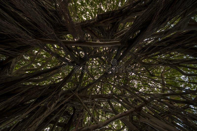 Tangled Branches in Yosemite Stock Photo - Image of tioga, pass: 30501138