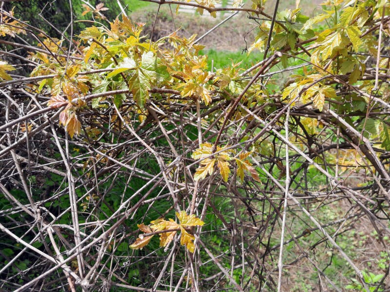 Tangled Branches with Spring Leaves Stock Image - Image of beauty ...
