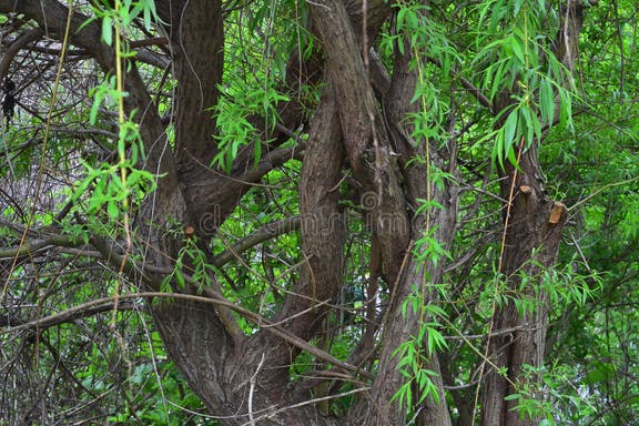 Tangled Branches of Trees in a Dense Forest Stock Image - Image of ...