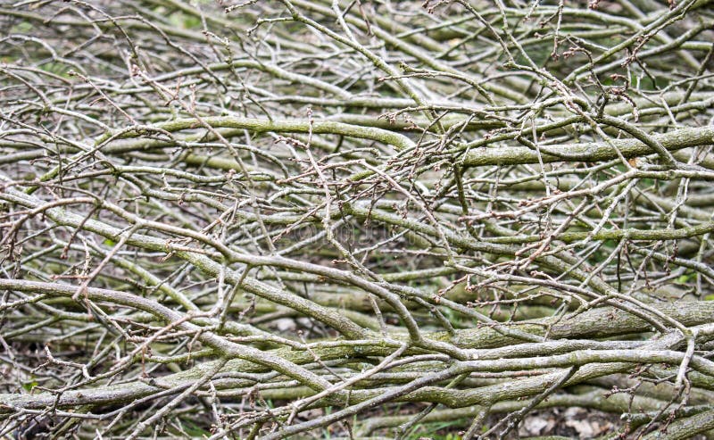Cutted Dead Bush Branches Stock Photos - Free & Royalty-Free Stock ...