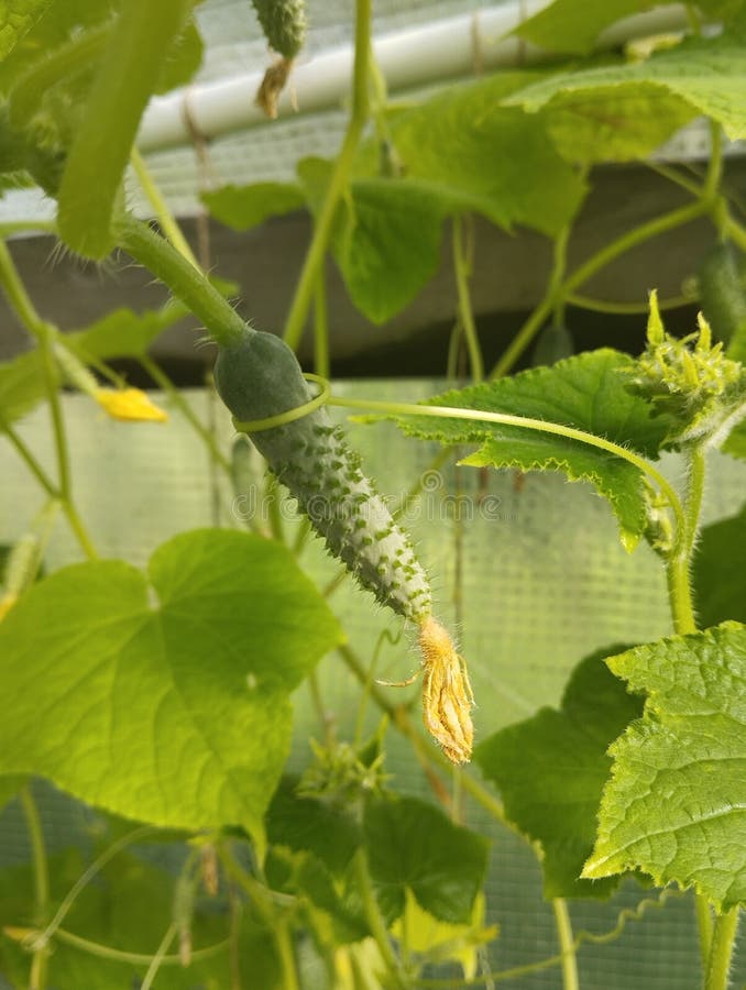 Tangled Cucumber Stock Photos - Free & Royalty-Free Stock Photos from ...