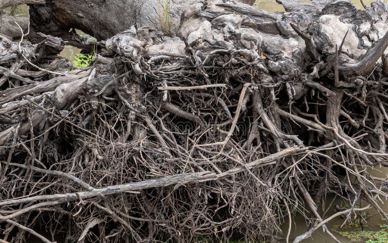 Dry tangled tree roots stock image. Image of roots, sunny - 99976753