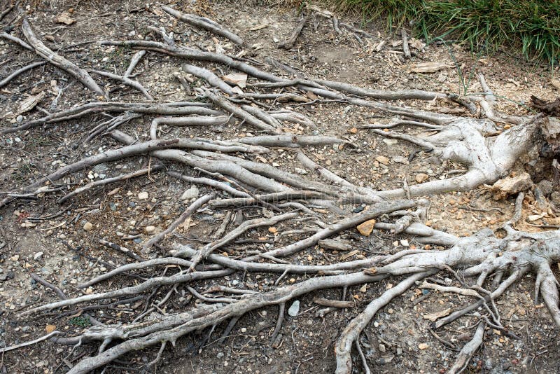 Tangled Gray Tree Roots Growing Above Ground Stock Image - Image of ...