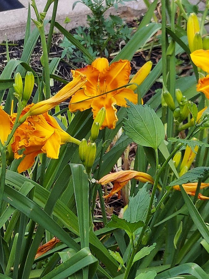Tangled in Leaves stock image. Image of flower, autumn - 237966797