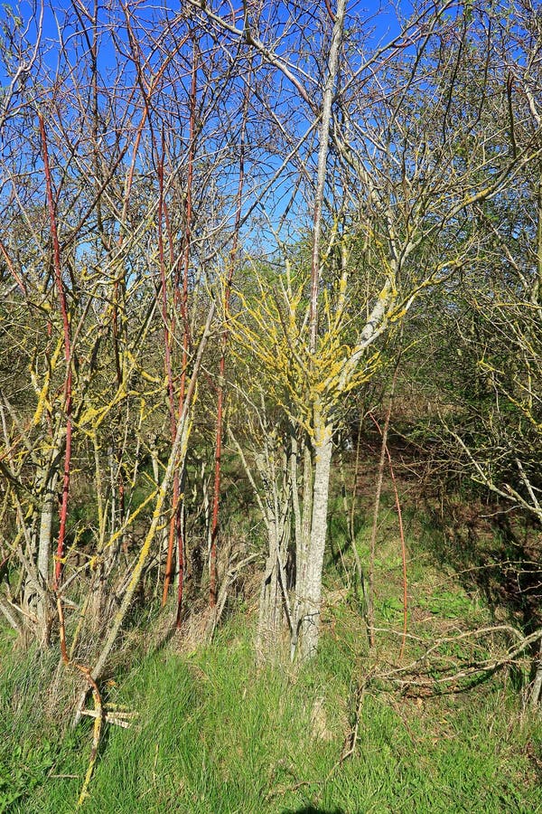 Tangled Mess of Old Bare Tree Branches Stock Image - Image of outdoors ...