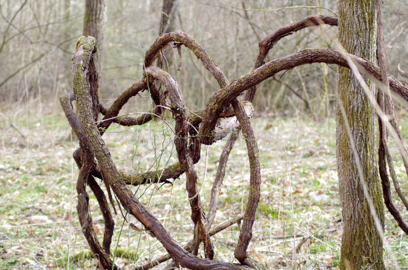 A tangled mess stock image. Image of creeper, colorful - 113601703