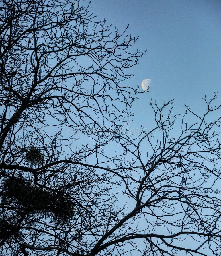 Tangled Moon stock photo. Image of evening, revoshotsphotography - 68387054