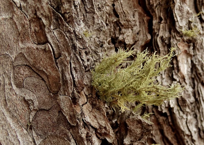 Tangled moss stock photo. Image of lichen, mossy, trees - 62850930