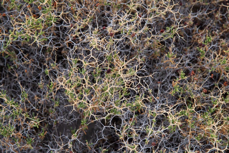 Tangled nature background stock image. Image of background - 132111271