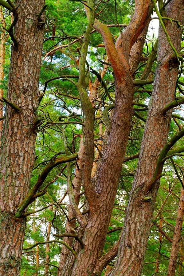 Trunks of the Scots or Scotch Pine Pinus Sylvestris Trees Growing in ...