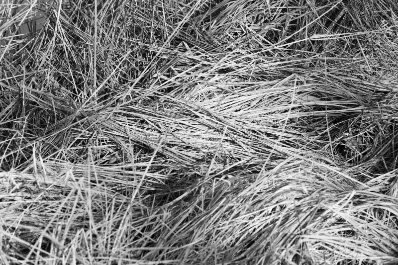 Tangled Reeds after Winter, by the Lake, Black and White Stock Image ...