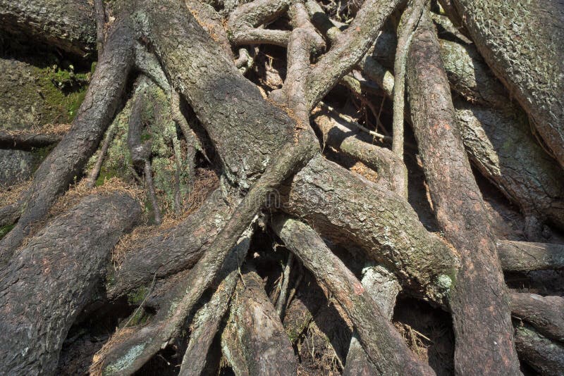 Tangled roots stock image. Image of roots, root, forest - 23077105