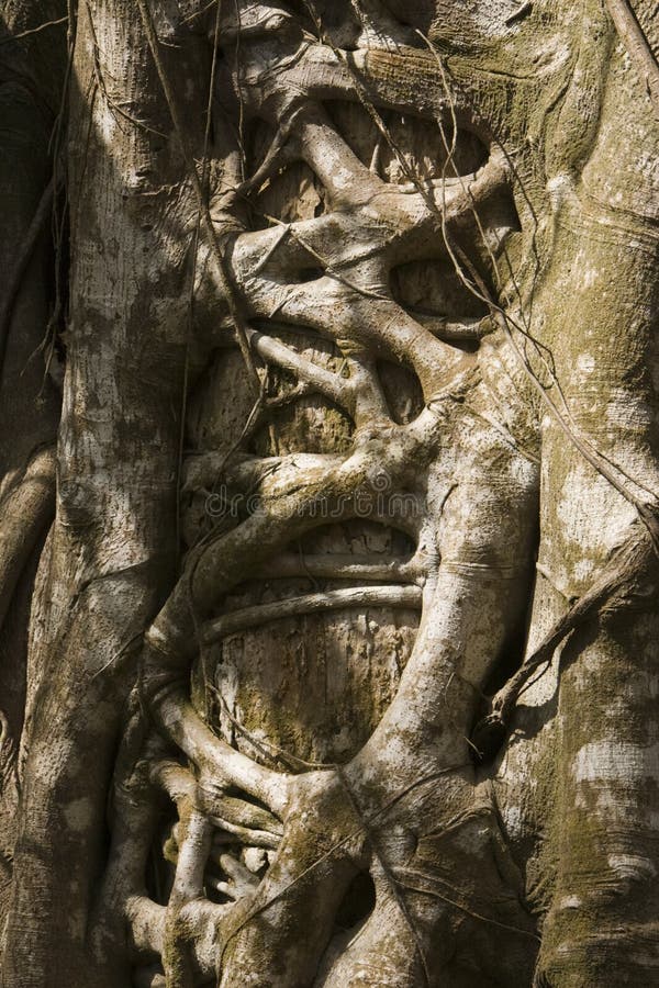 2,363 Tangled Roots Stock Photos - Free & Royalty-Free Stock Photos ...
