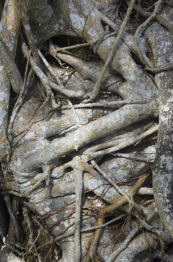 Tangled Roots Background stock image. Image of vine, bark - 59235425