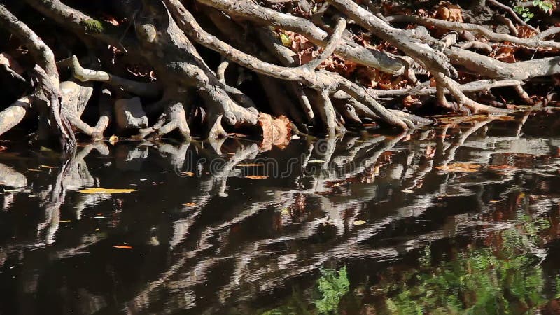 Tangled tree roots stock image. Image of aerial, philippines - 20441597