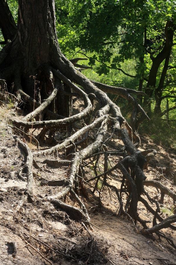 342 Tangled Roots Trees Forest Stock Photos - Free & Royalty-Free Stock ...
