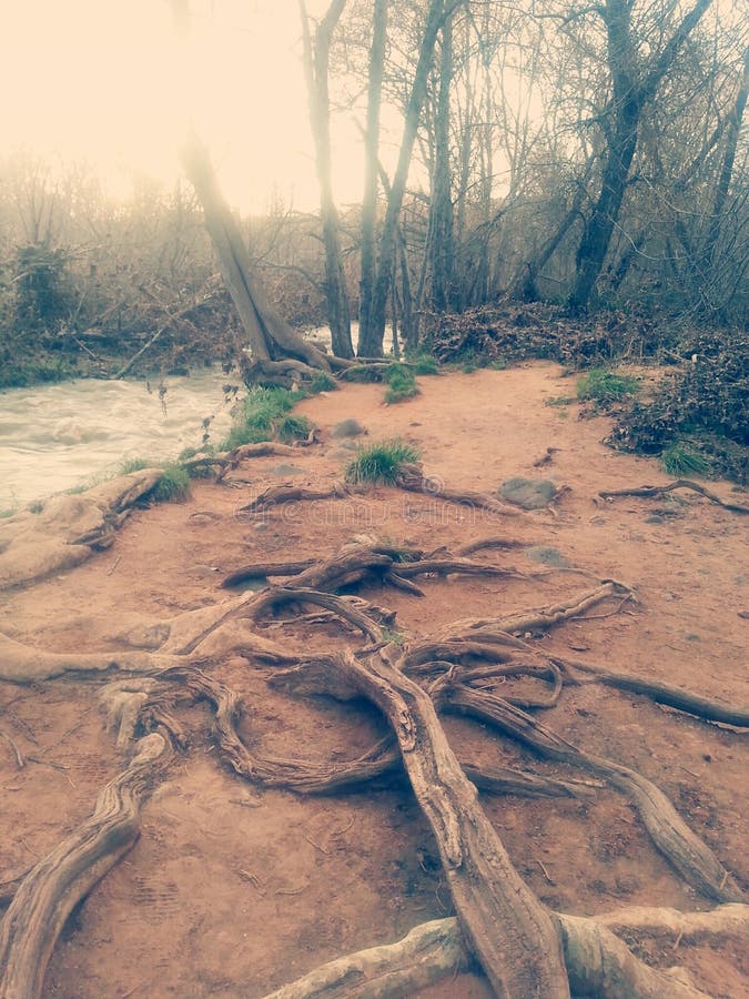 Tangled roots stock photo. Image of roots, stream, tree - 77774064