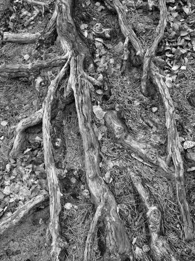 Tangled Roots of Old Trees in Black and White Stock Photo - Image of ...