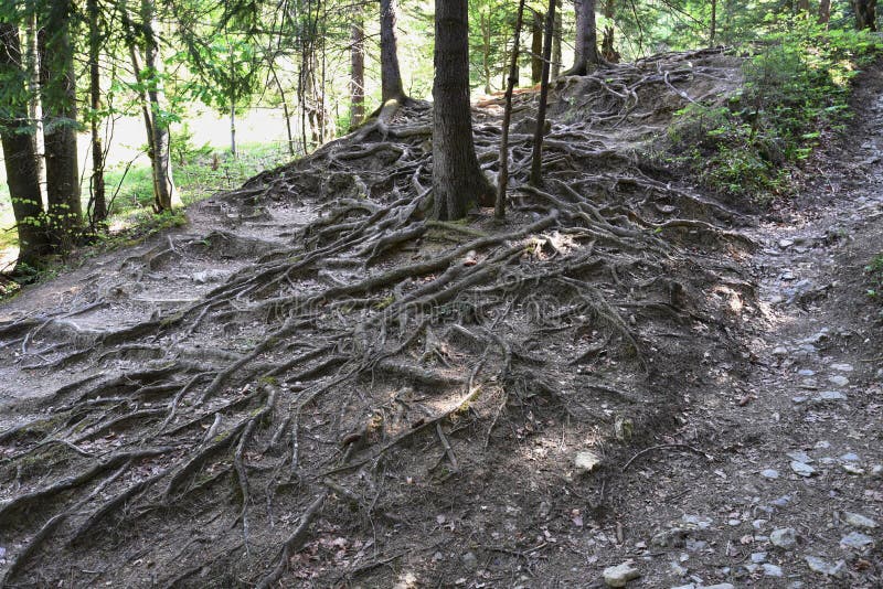 Tangled Roots of Trees in the Forest Stock Image - Image of beauty ...