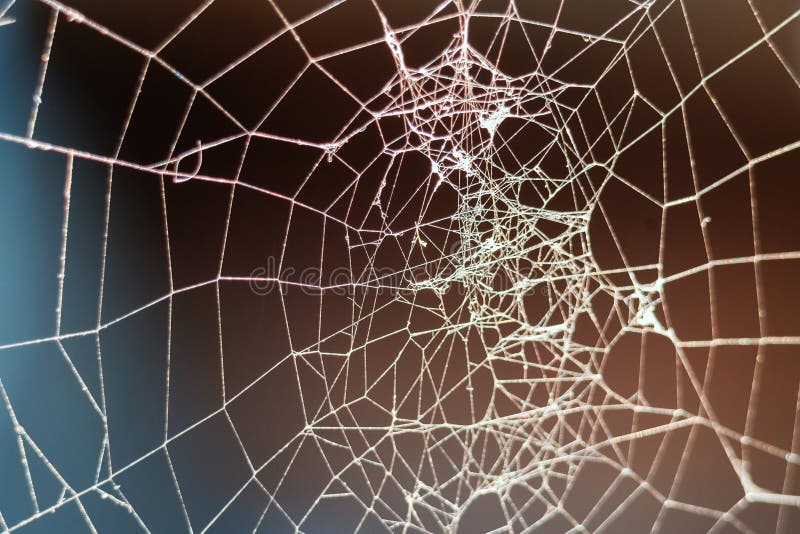Tangled Spider Web or Cobweb Stock Photo - Image of tangled, blurred ... Tangled Spider Web or Cobweb Stock Photo - Image of tangled, blurred ...