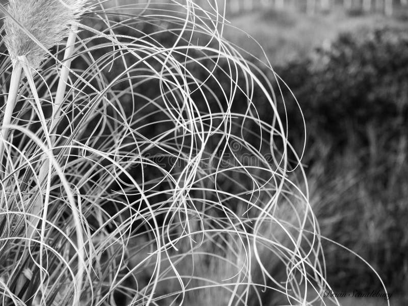 Tangled strands of pampas stock image. Image of colourful - 257862543