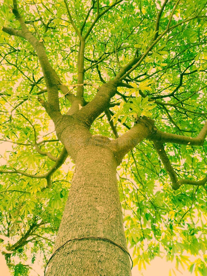 Tangled stock photo. Image of tree, branches, nature - 152193150