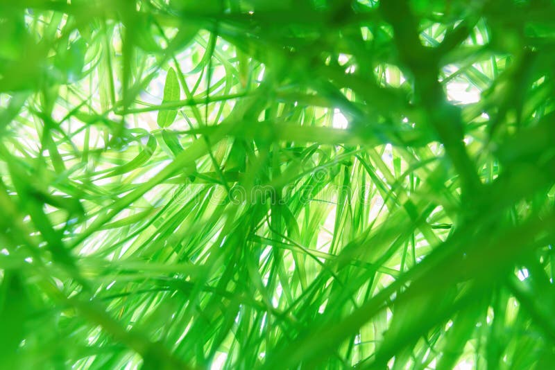 Tangled Thick Green Grass and White Light through it Stock Photo ...