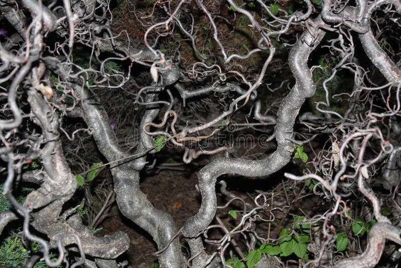 Tangled in Thorns stock photo. Image of tangle, tangled - 82752772