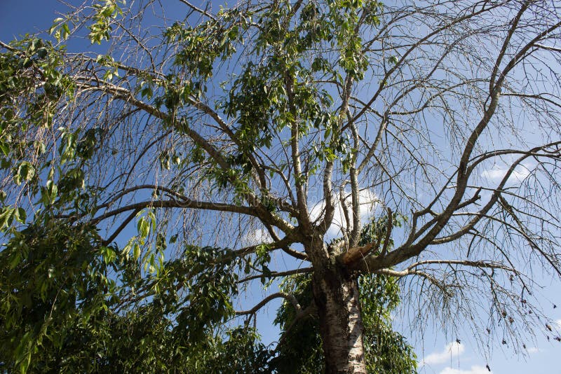 Tangled tree in a blue sky stock photo. Image of wallpaper - 185707726