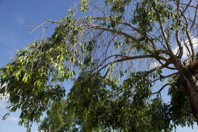 Tangled tree in a blue sky stock image. Image of backgrounds - 185707823