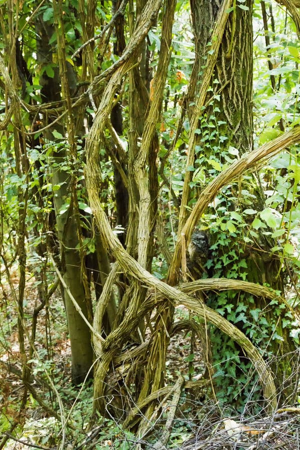 Tangled tree with ivy stock image. Image of backyard - 77501481