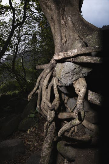 Tangled tree roots stock image. Image of roots, valley - 2676077