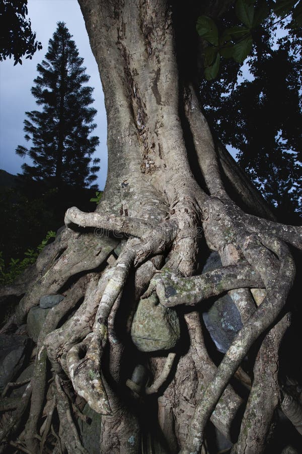 Tangled tree roots stock photo. Image of state, 070218b0078 - 2676084