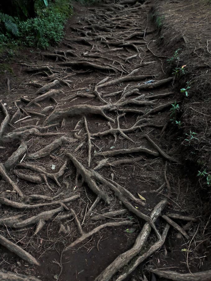 Tangled Tree Roots Covering Forest Floor Texture Background Stock Image ...