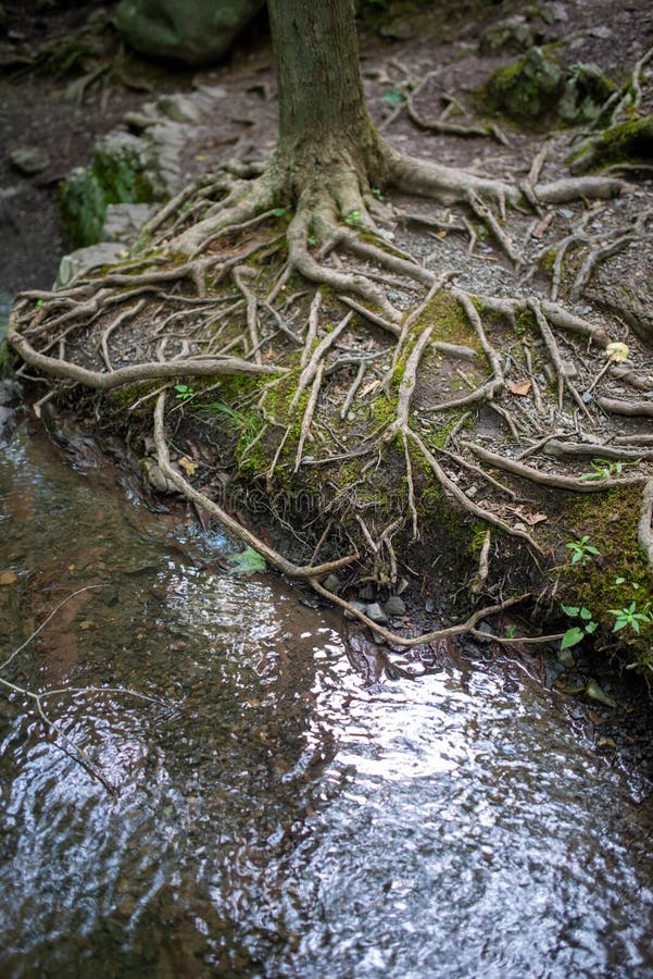 Tangled Tree Roots by Forest Stream. Stock Photo - Image of blurred ...