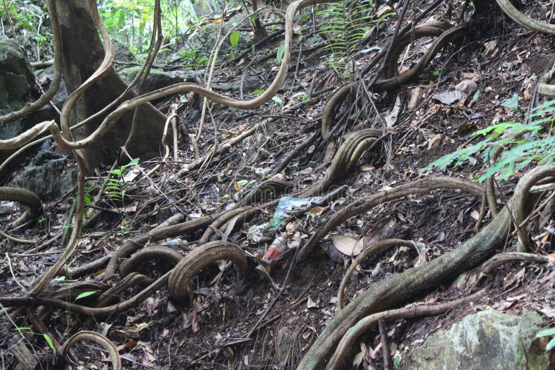 Tangled Tree Roots in the Forest Stock Photo - Image of background ...