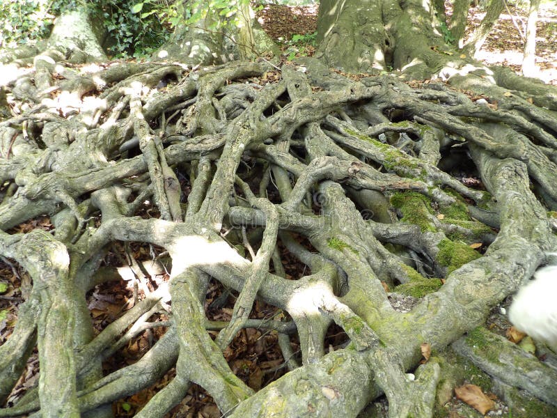 Tangled tree roots stock image. Image of aerial, philippines - 20441597