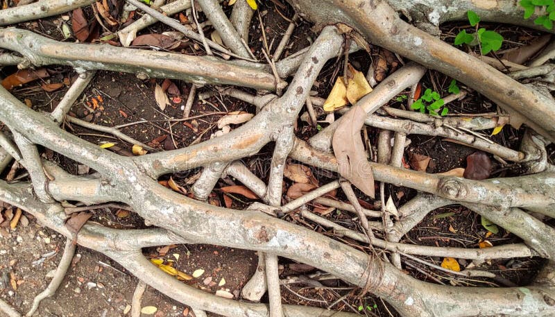 Tangled Tree Roots Sprawling Across Dark Soil with Scattered Dried ...