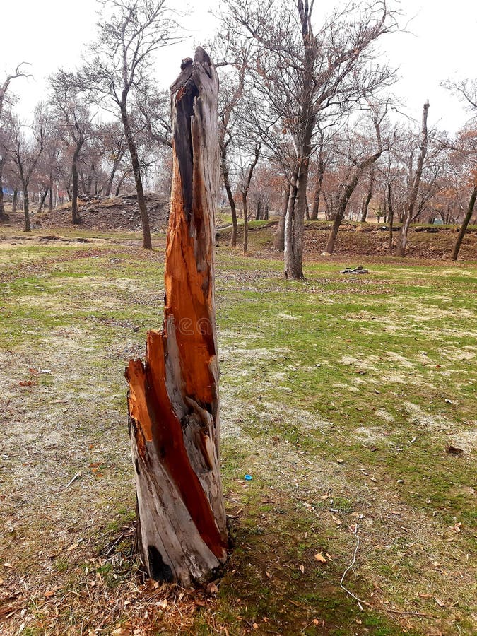 Tangled tree trunk stock image. Image of nature, wood - 205915789