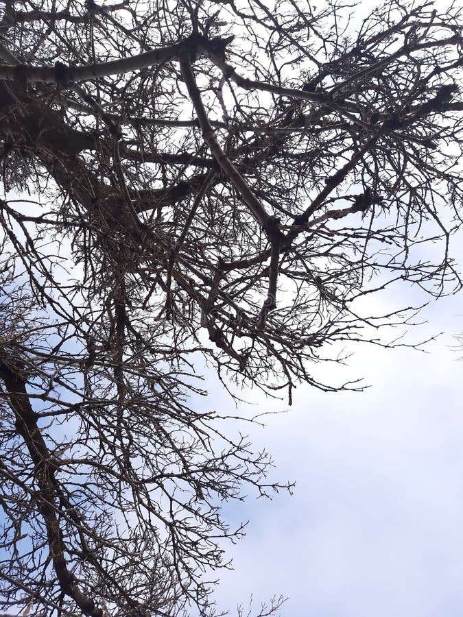 Leafless Branches of the Tree Stock Image - Image of sunlight, spring ...