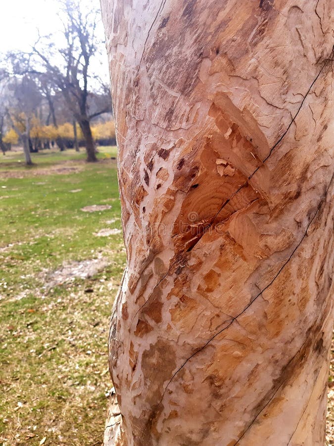 Tangled tree trunk stock photo. Image of terrain, cliff - 205915390